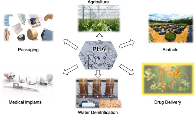 3D Printing of Biodegradable Polymers: Current Status, Properties ...